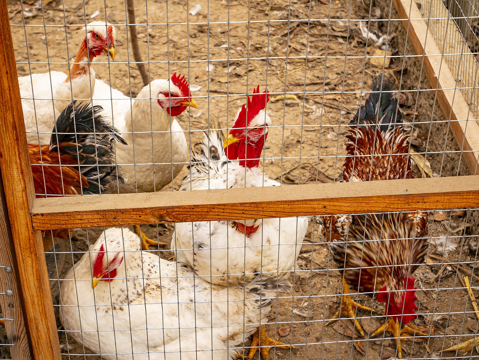 Wire mesh for poultry and breeding - Cod. RM1325