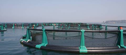 Jellyfish nets barrier