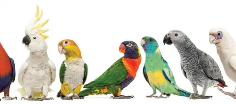 Octagonal aviary - Cod. VLO0022B