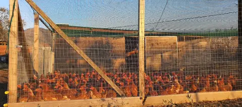 Anti-predator intrusion net and anti-avian net - Cod. VPD025